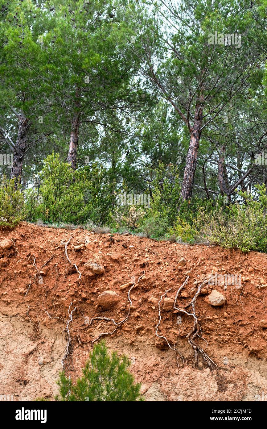 Cutaway with layers of a fertile soil with roots and trunks. Yesa ...