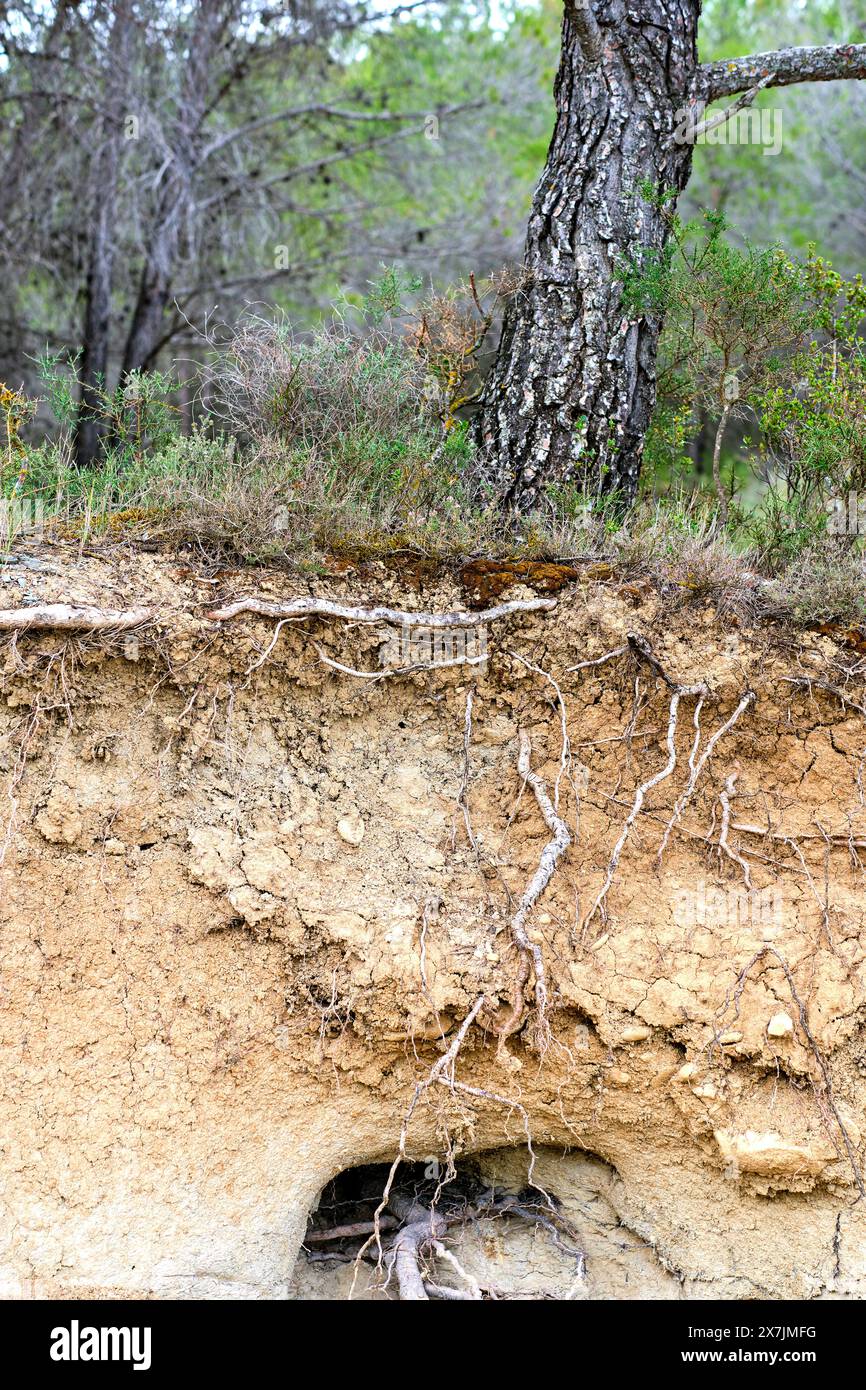 Cutaway with layers of a fertile soil with roots and trunks. Yesa ...