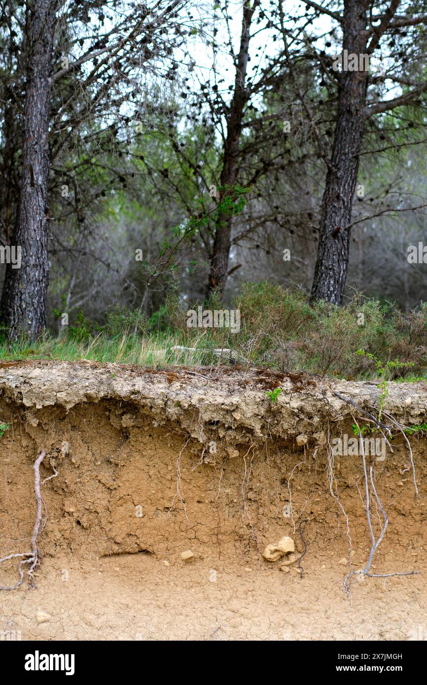 Cutaway with layers of a fertile soil with roots and trunks. Yesa ...