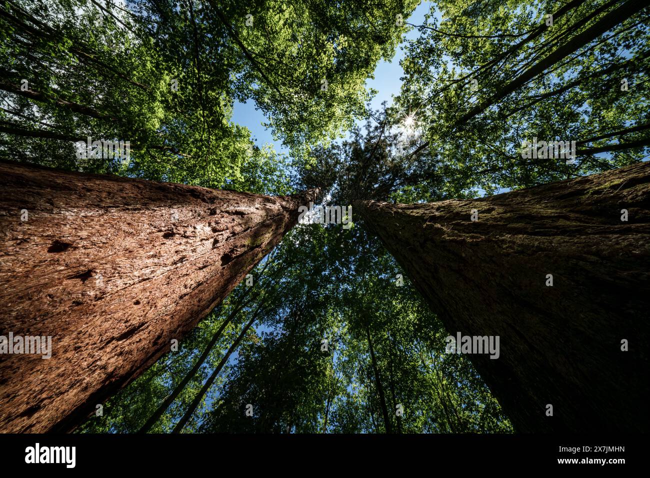 Sun shines through trees in the forest, creating a beautiful natural ...