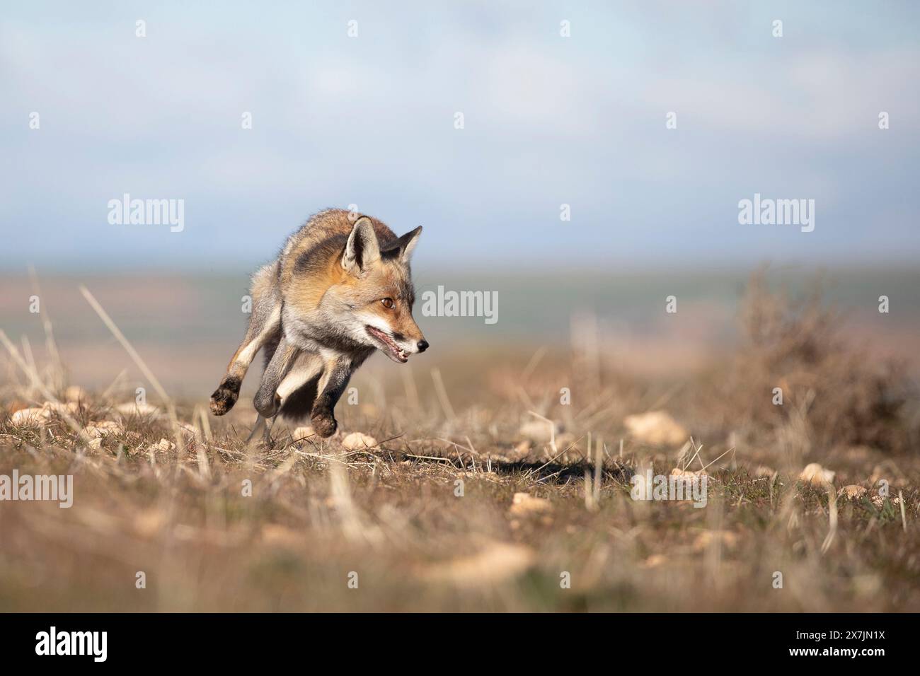 Red fox hunting in the morning, Spain Stock Photo - Alamy