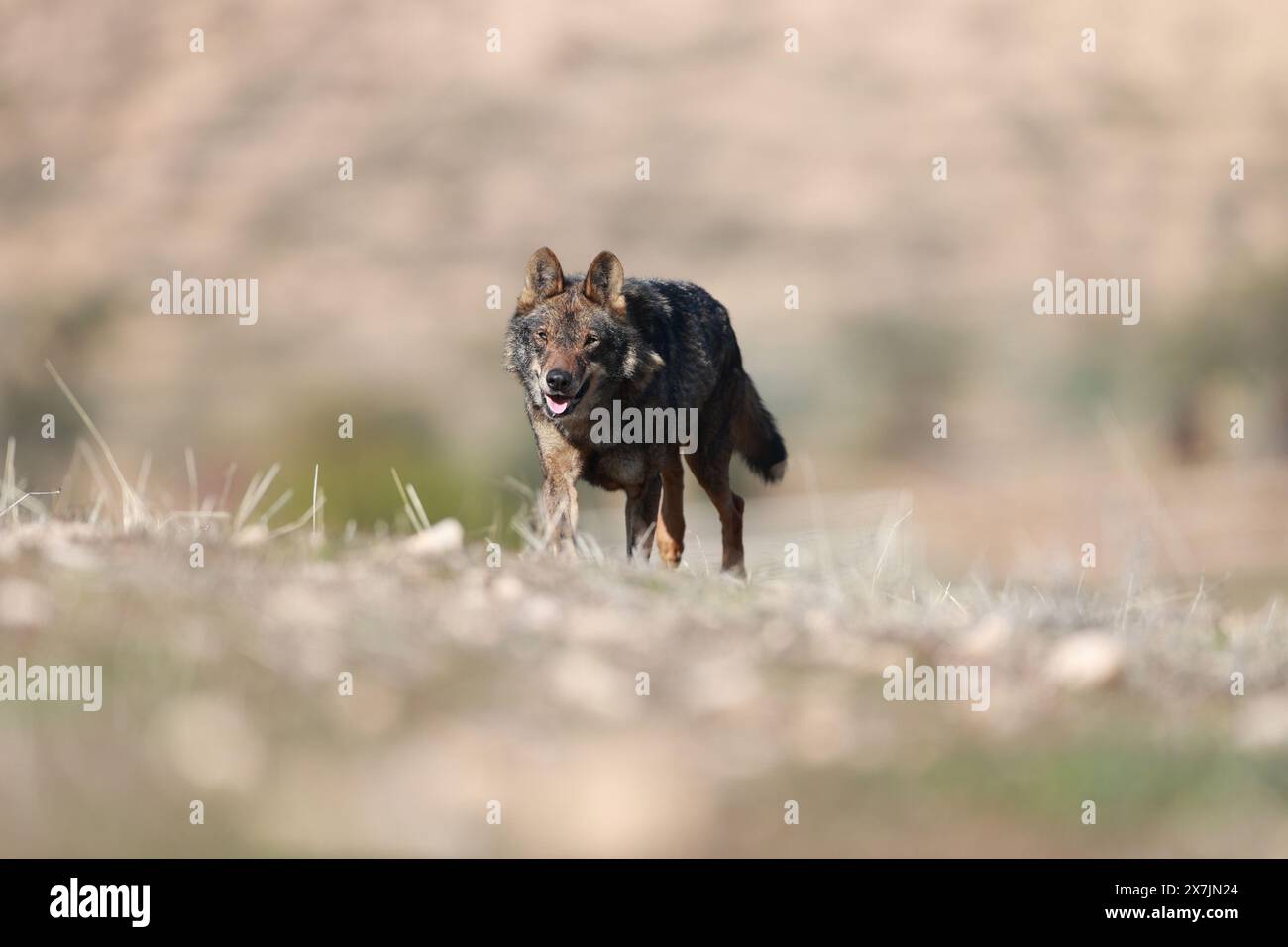 Iberian wolf in the Castilian steppe, Spain Stock Photo - Alamy
