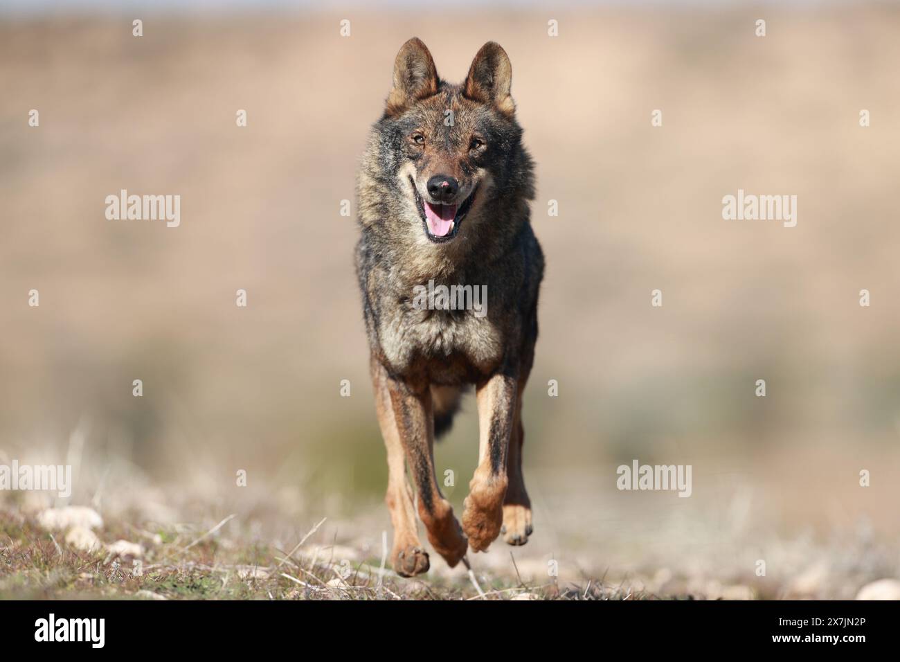Iberian wolf in the Castilian steppe, Spain Stock Photo - Alamy