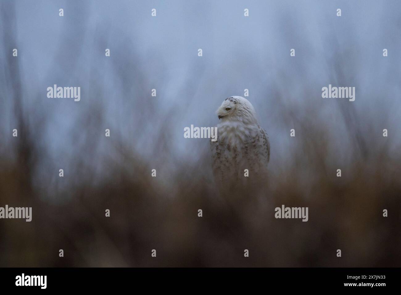 Snowy Owl on Cape Cod Beach at Sunrise Stock Photo - Alamy