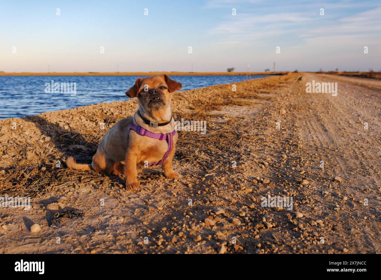The dog Nami in a rice field at sunset in the Ebro Delta, Spain Stock ...