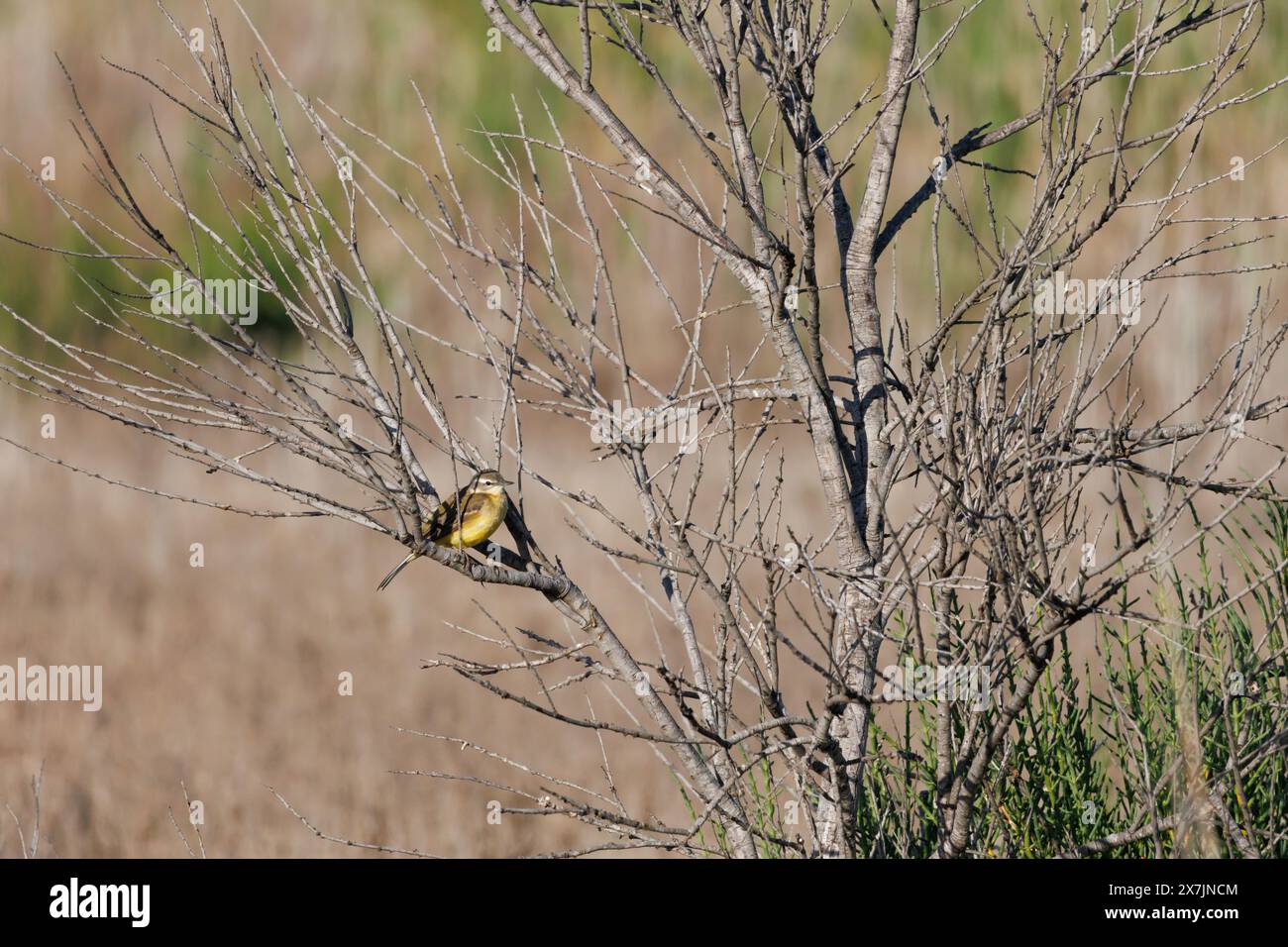 Western yellow wagtail (Motacilla flava) perched on small leafless tree ...