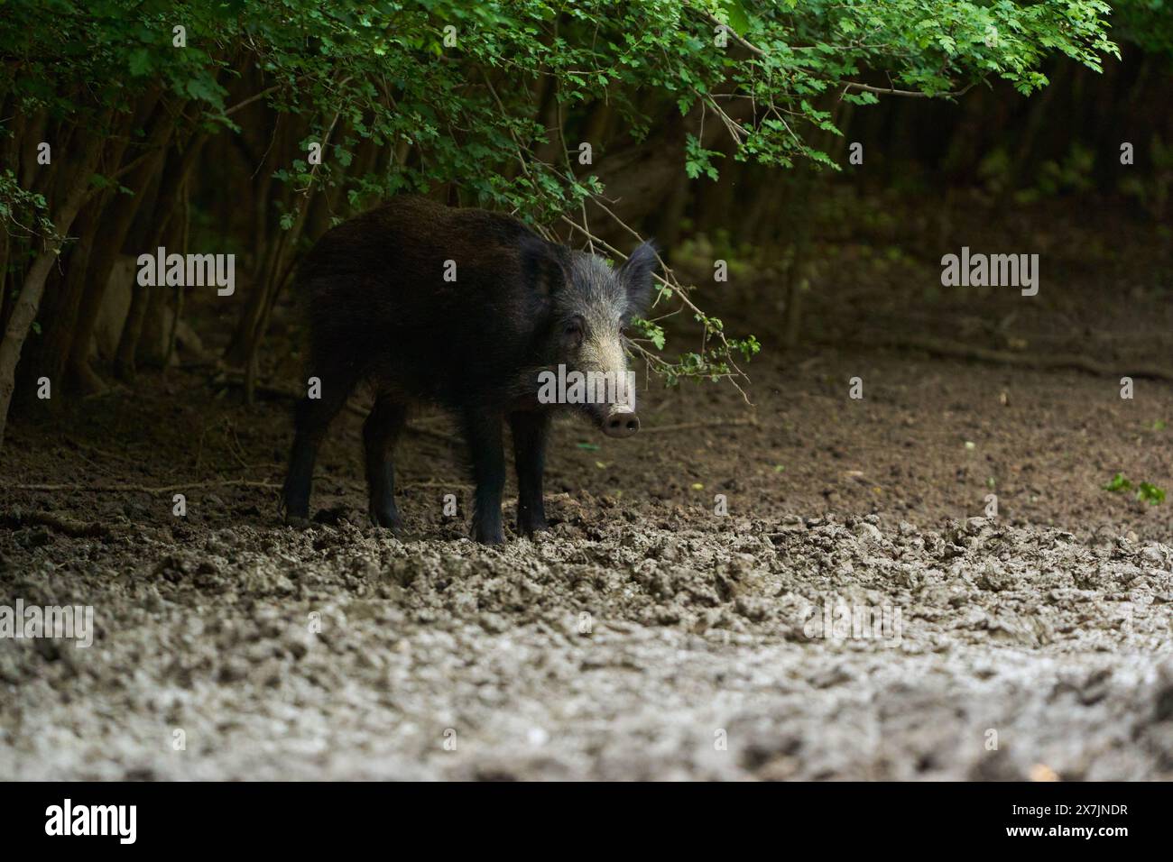 Juvenile wild hog (feral pig) portrait in the forest, while foraging ...