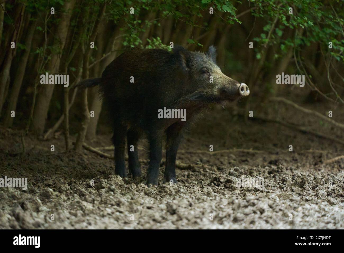 Juvenile wild hog (feral pig) portrait in the forest, while foraging ...