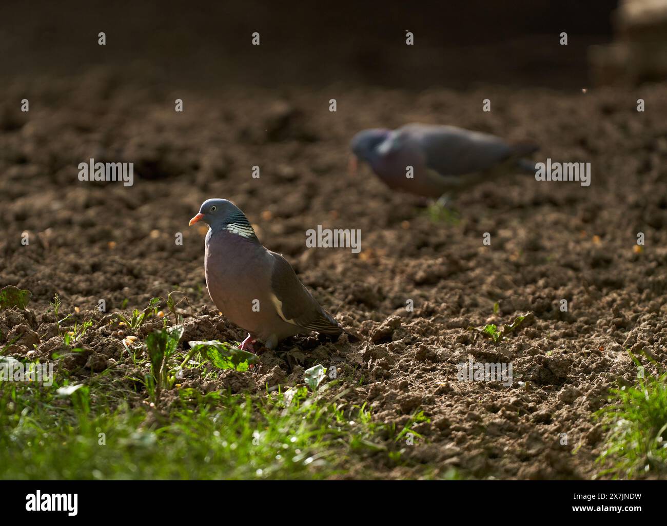 Wood pigeon on the ground foraging for seeds and worms Stock Photo - Alamy