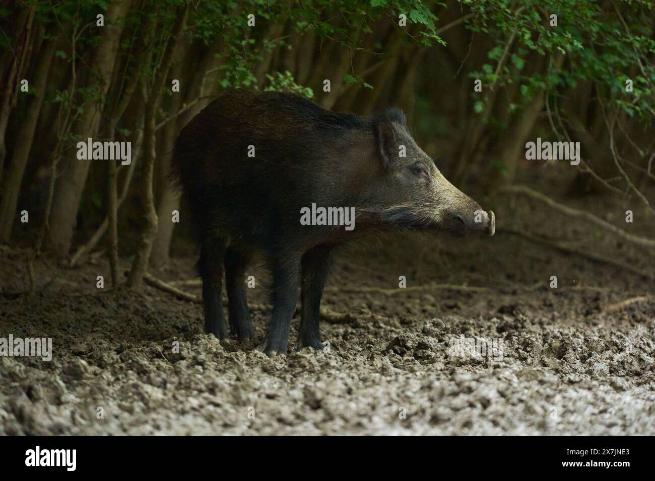 Juvenile wild hog (feral pig) portrait in the forest, while foraging ...