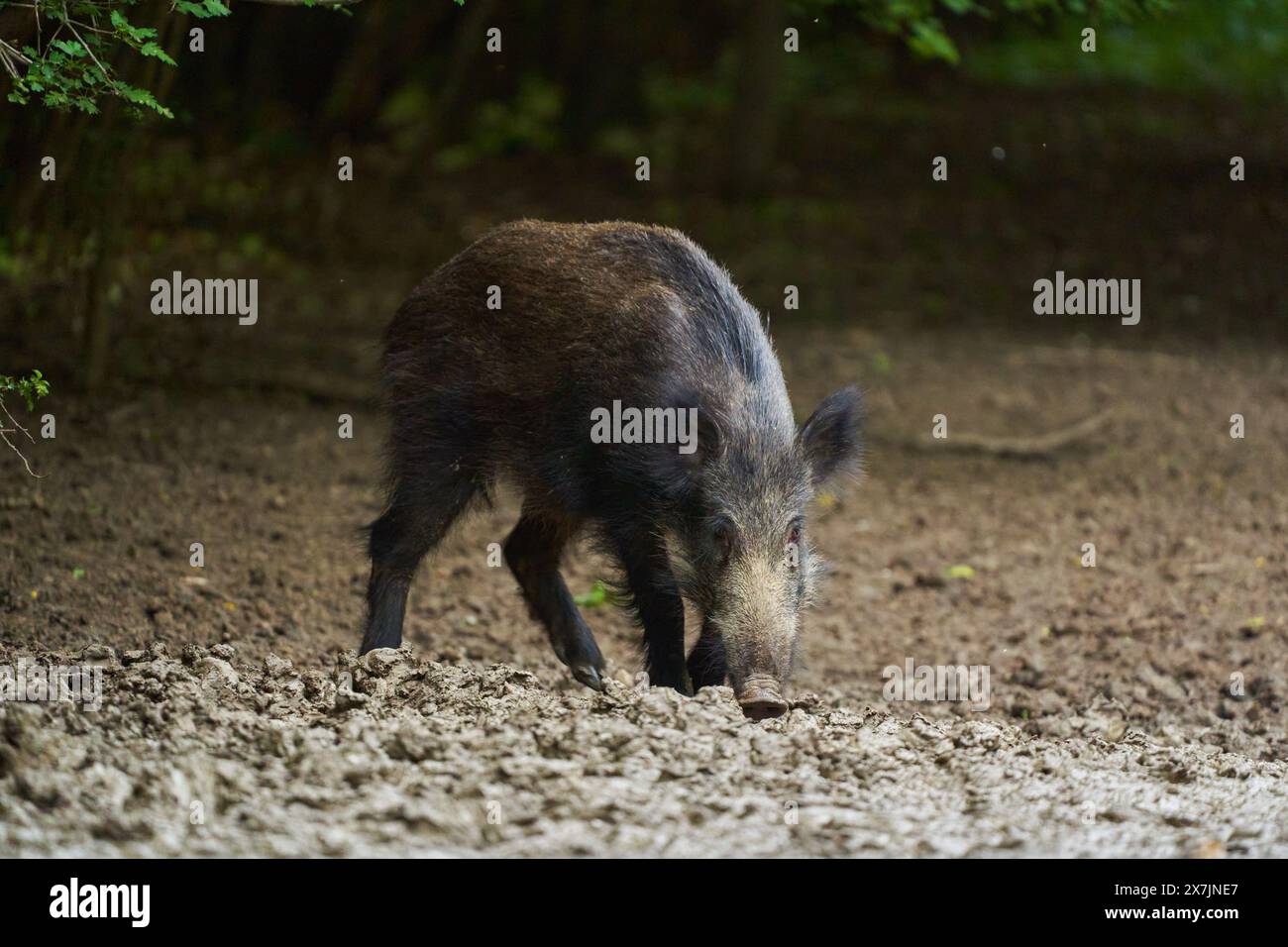 Juvenile wild hog (feral pig) portrait in the forest, while foraging ...