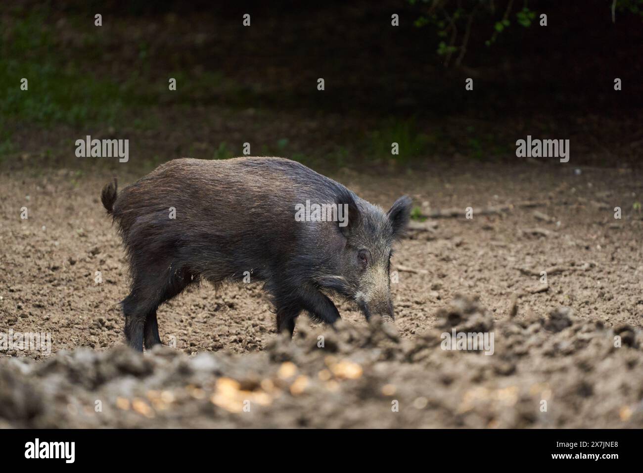Juvenile wild hog (feral pig) portrait in the forest, while foraging ...