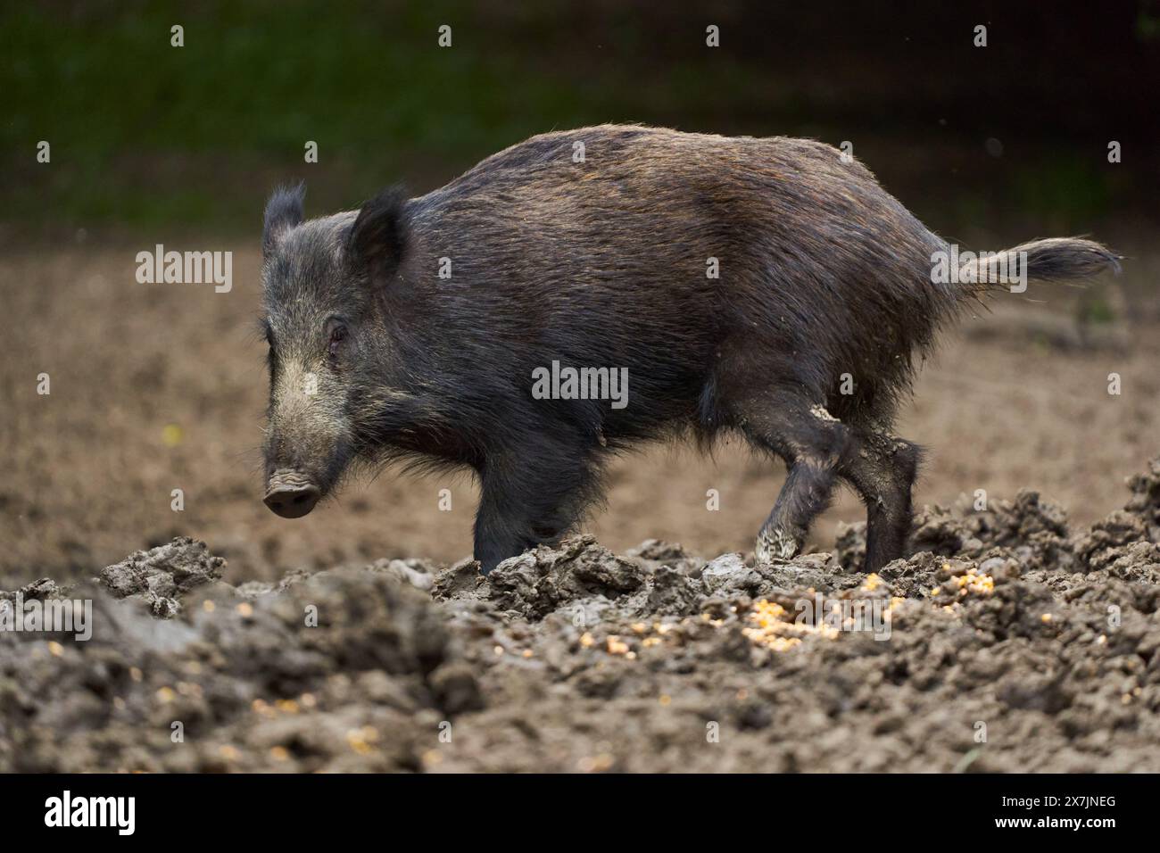 Juvenile wild hog (feral pig) portrait in the forest, while foraging ...