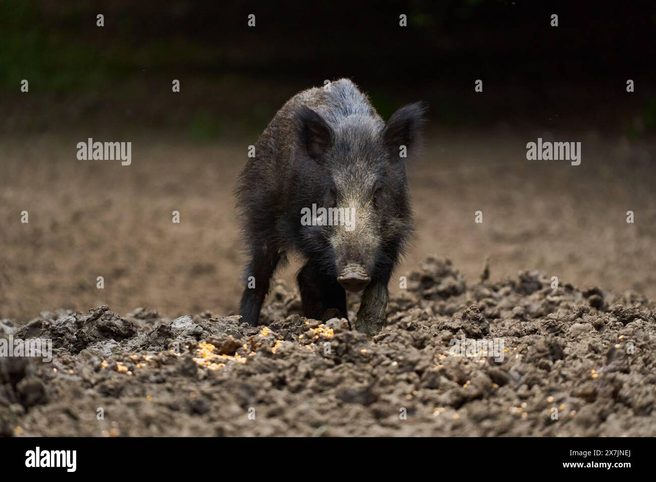 Juvenile wild hog (feral pig) portrait in the forest, while foraging ...