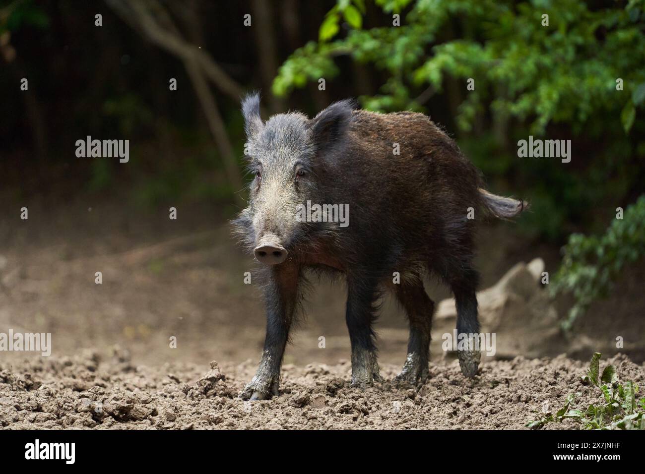 Juvenile wild hog (feral pig) portrait in the forest, while foraging ...