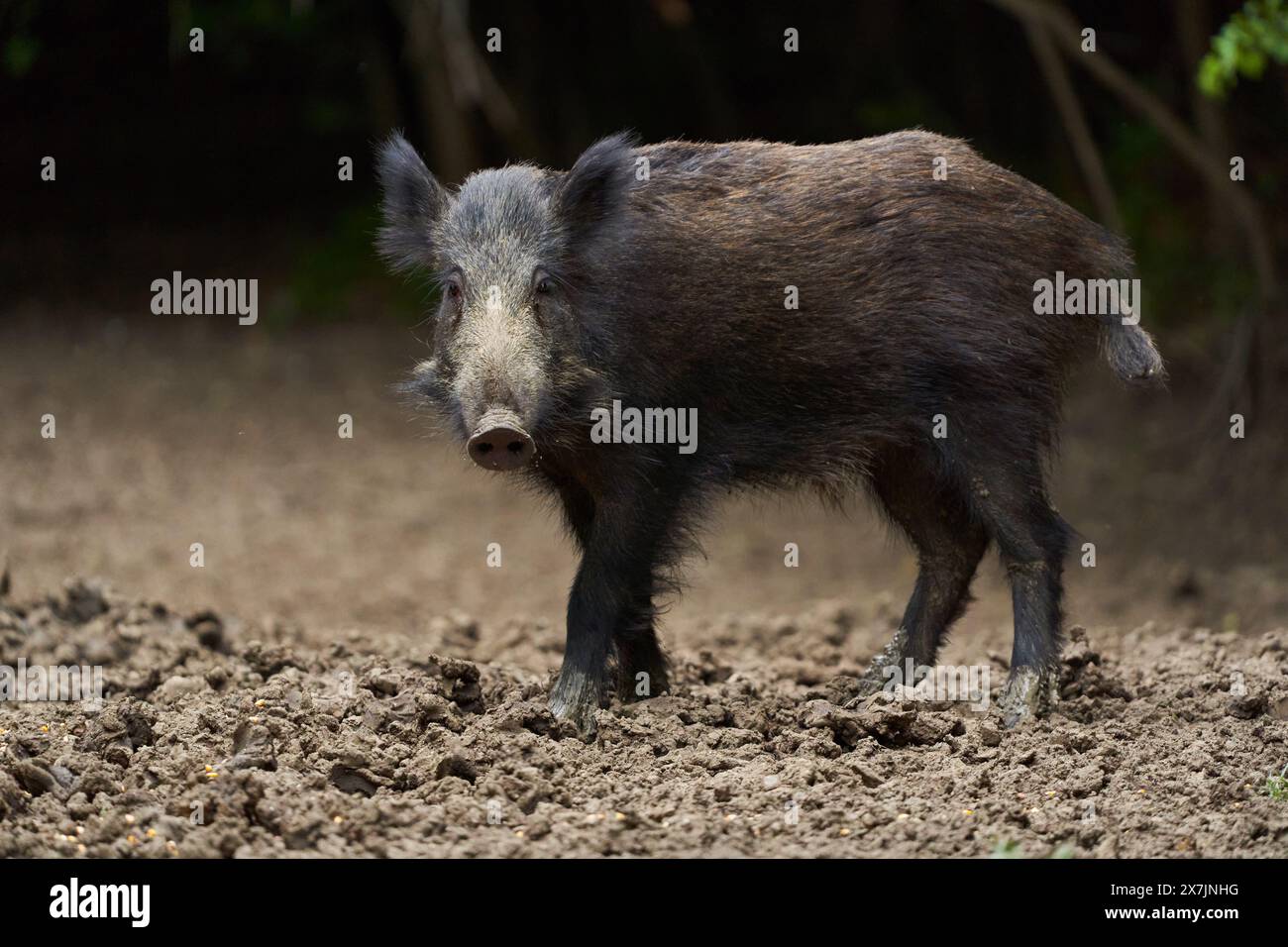 Juvenile wild hog (feral pig) portrait in the forest, while foraging ...