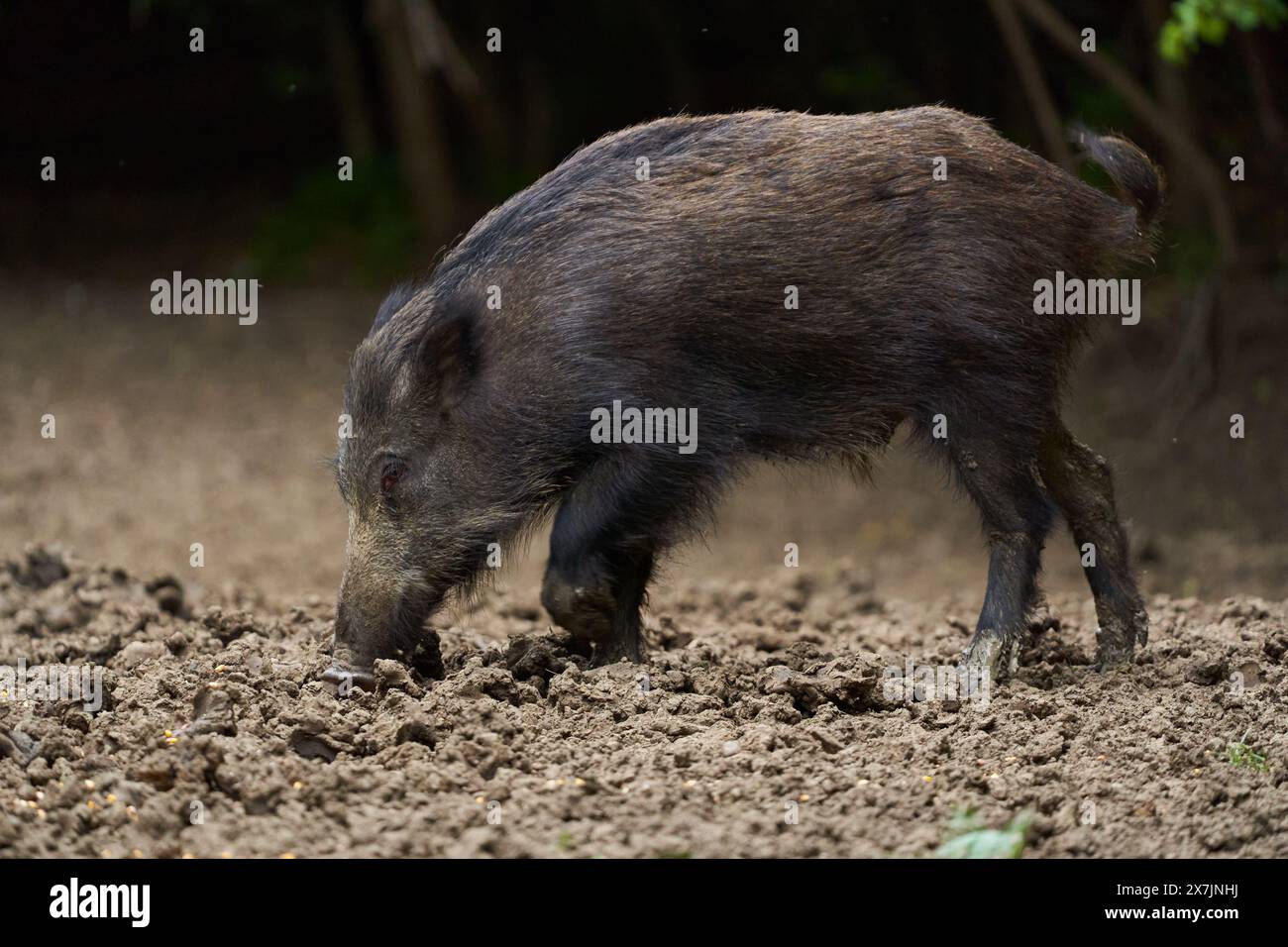 Juvenile wild hog (feral pig) portrait in the forest, while foraging ...