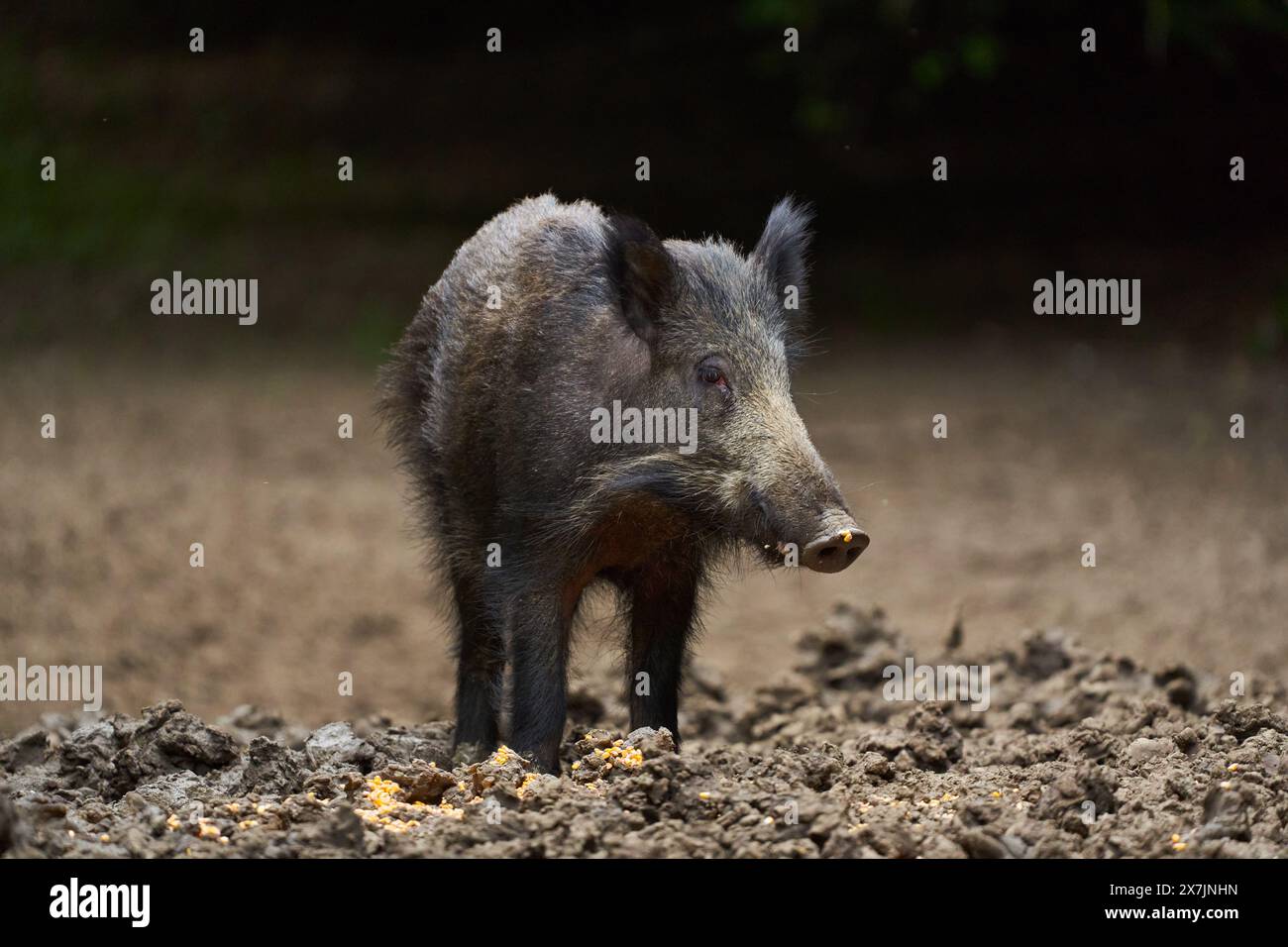 Juvenile wild hog (feral pig) portrait in the forest, while foraging ...
