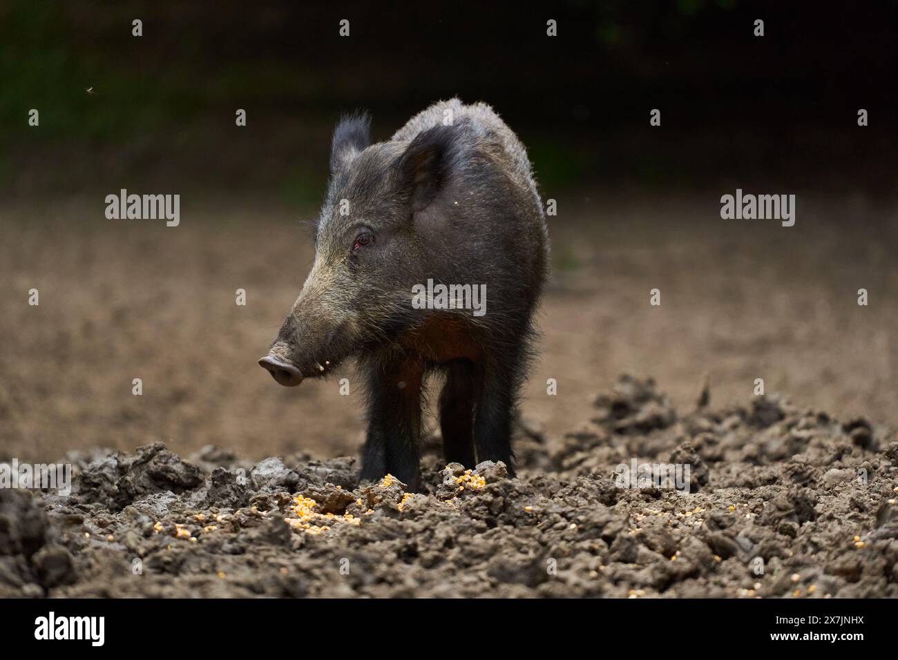 Juvenile wild hog (feral pig) portrait in the forest, while foraging ...