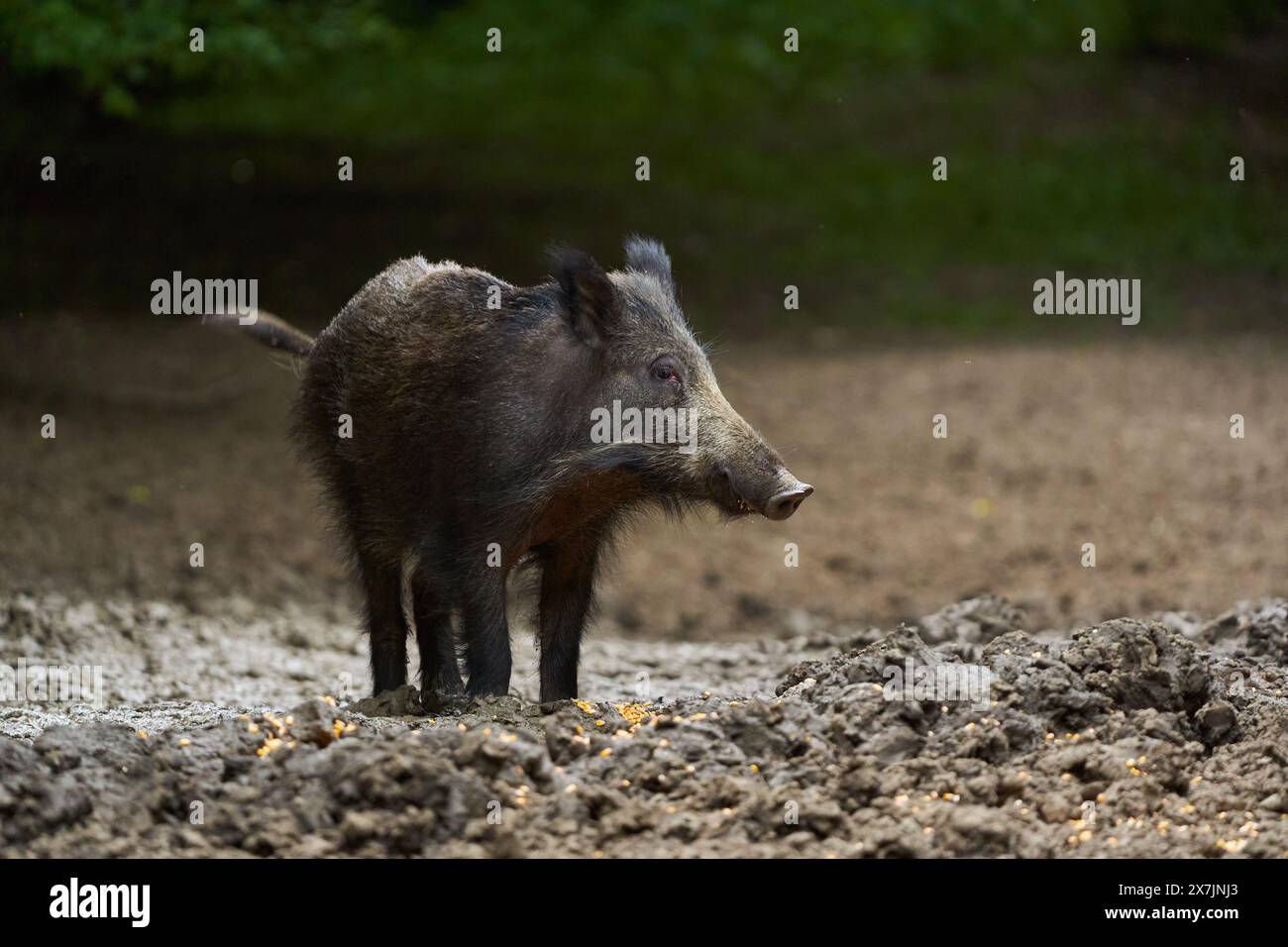 Juvenile wild hog (feral pig) portrait in the forest, while foraging ...