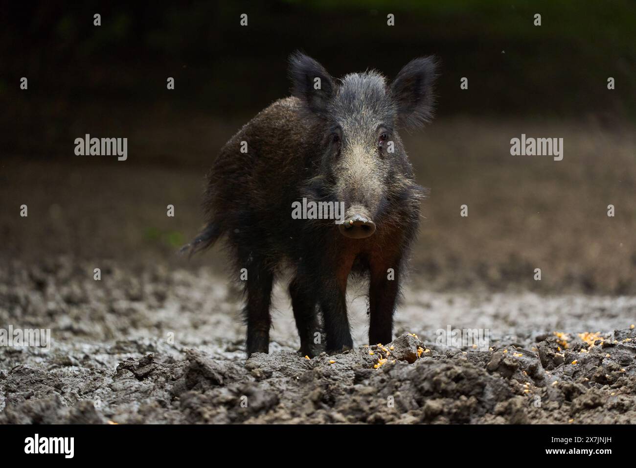 Juvenile wild hog (feral pig) portrait in the forest, while foraging ...