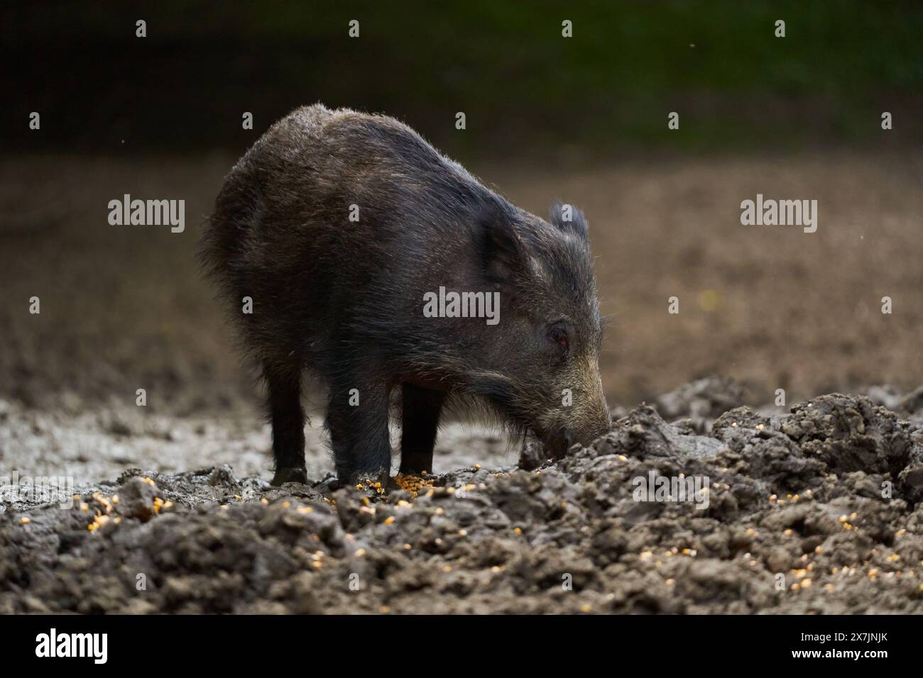 Juvenile wild hog (feral pig) portrait in the forest, while foraging ...