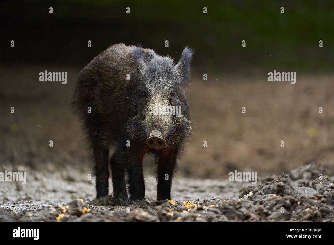 Juvenile wild hog (feral pig) portrait in the forest, while foraging ...