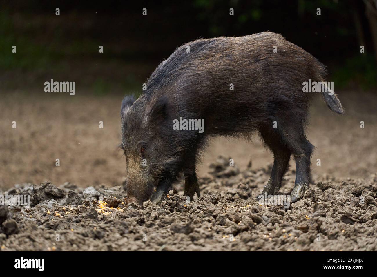 Juvenile wild hog (feral pig) portrait in the forest, while foraging ...