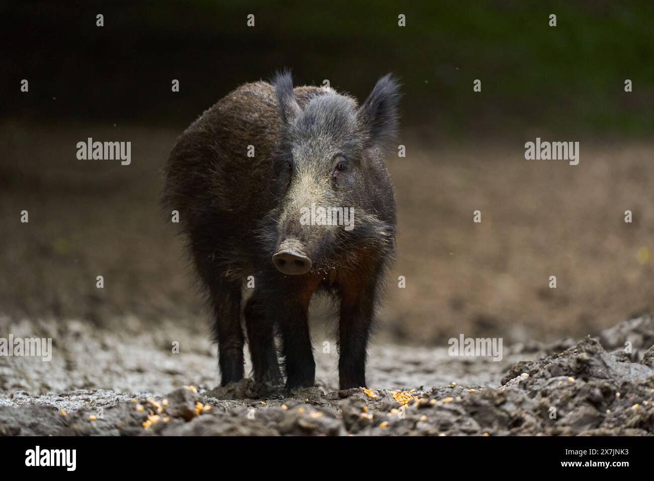 Juvenile wild hog (feral pig) portrait in the forest, while foraging ...