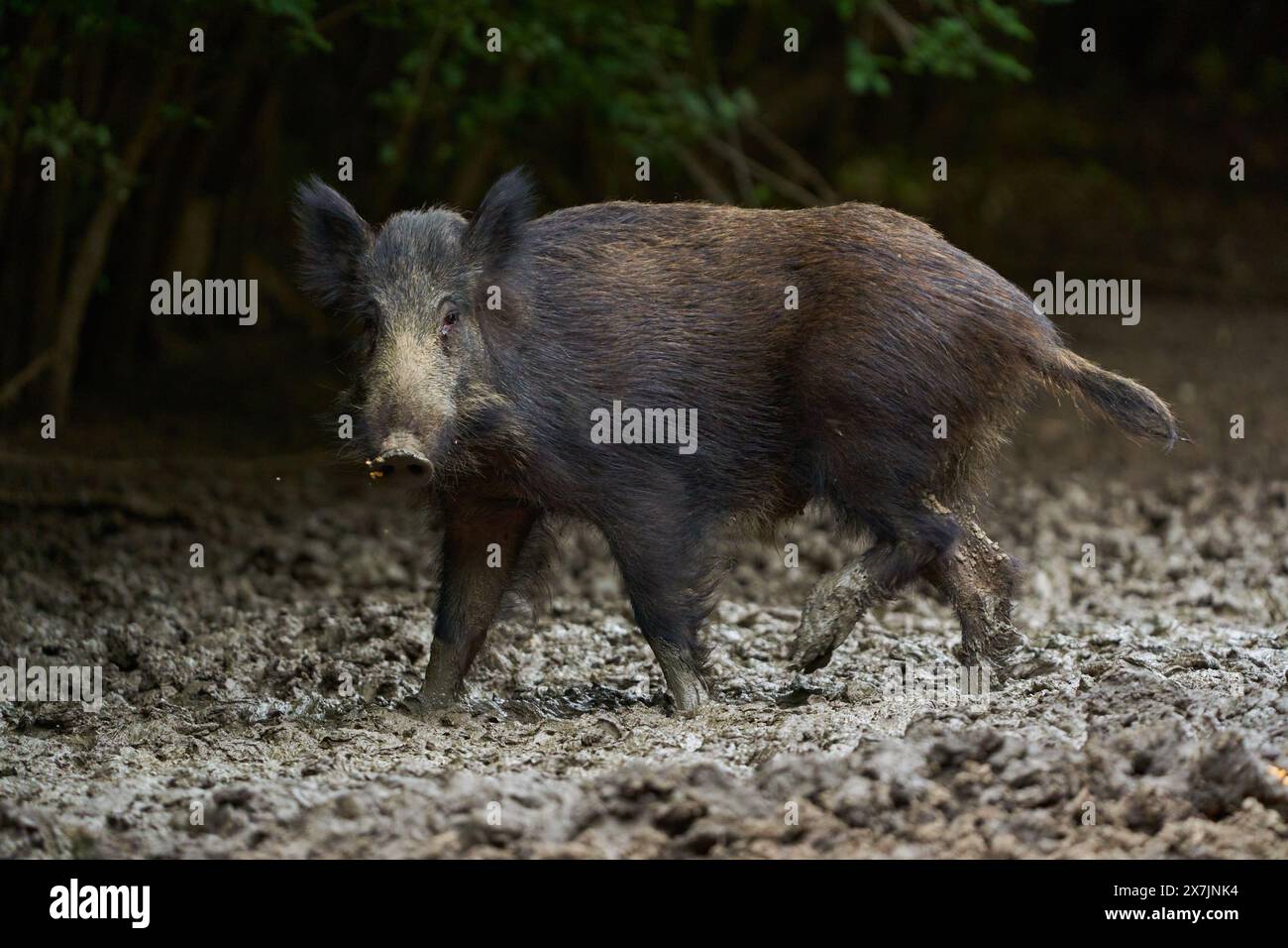 Juvenile wild hog (feral pig) portrait in the forest, while foraging ...