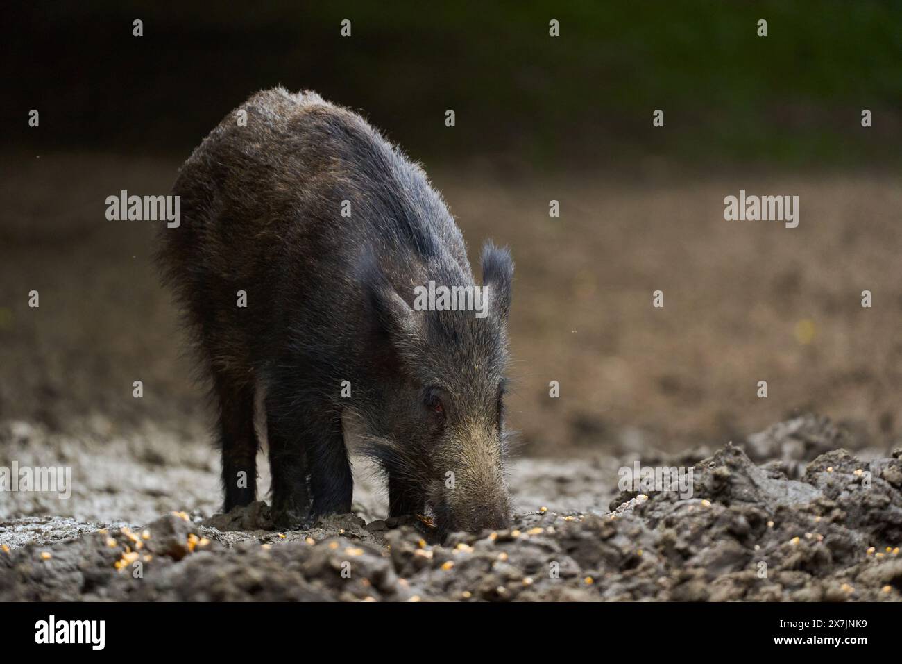 Juvenile wild hog (feral pig) portrait in the forest, while foraging ...