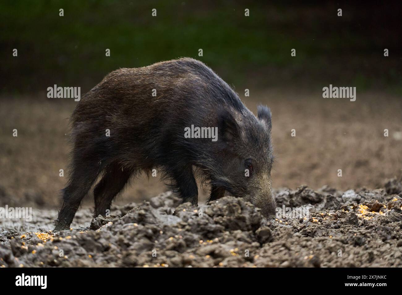Juvenile wild hog (feral pig) portrait in the forest, while foraging ...