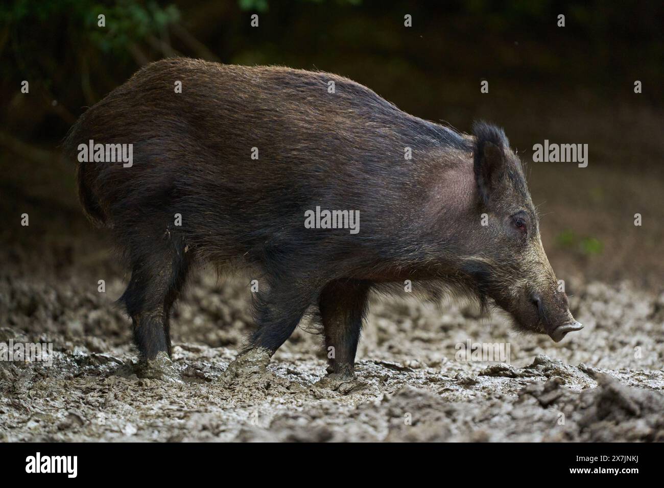 Juvenile wild hog (feral pig) portrait in the forest, while foraging ...