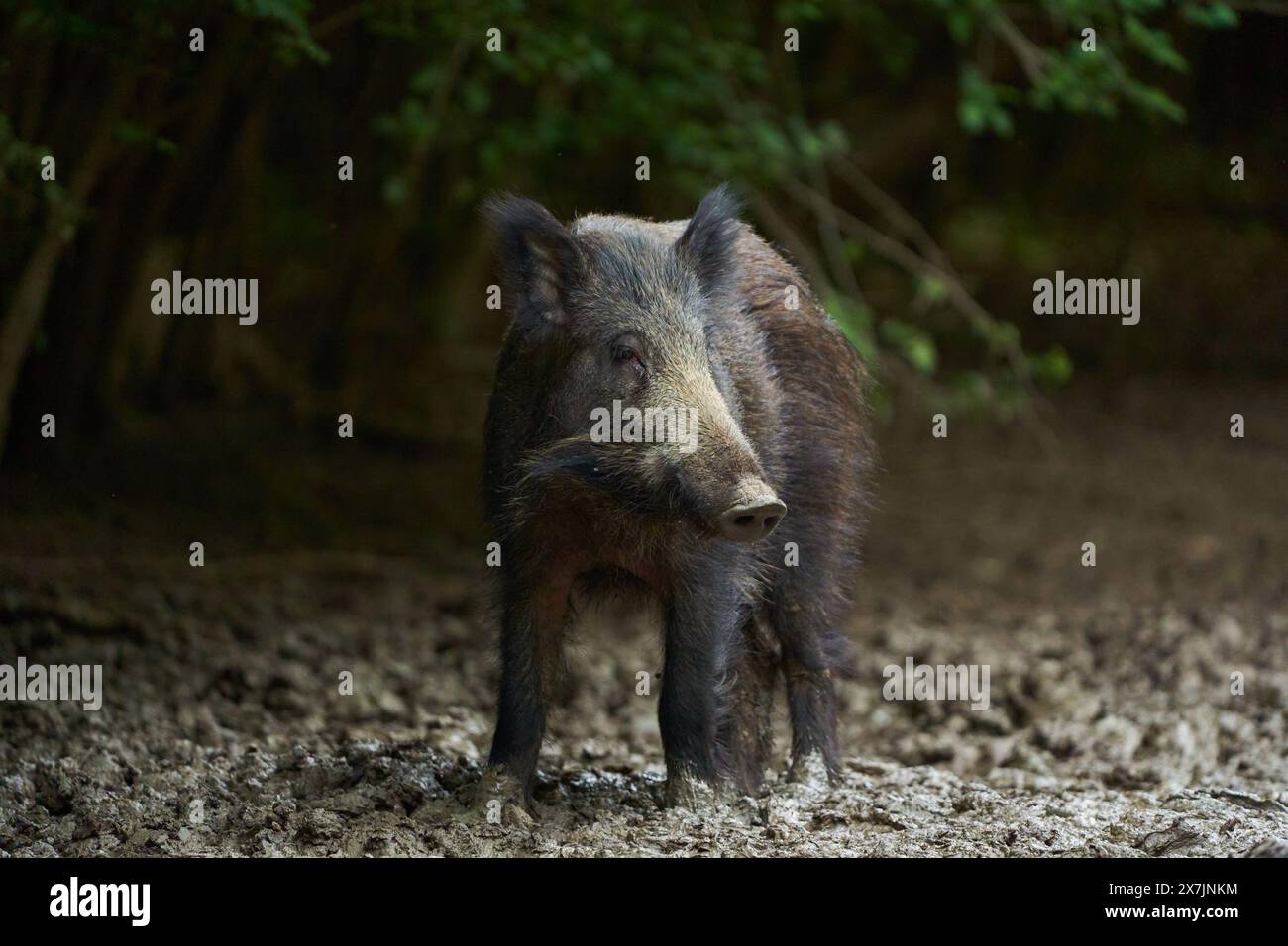 Juvenile wild hog (feral pig) portrait in the forest, while foraging ...