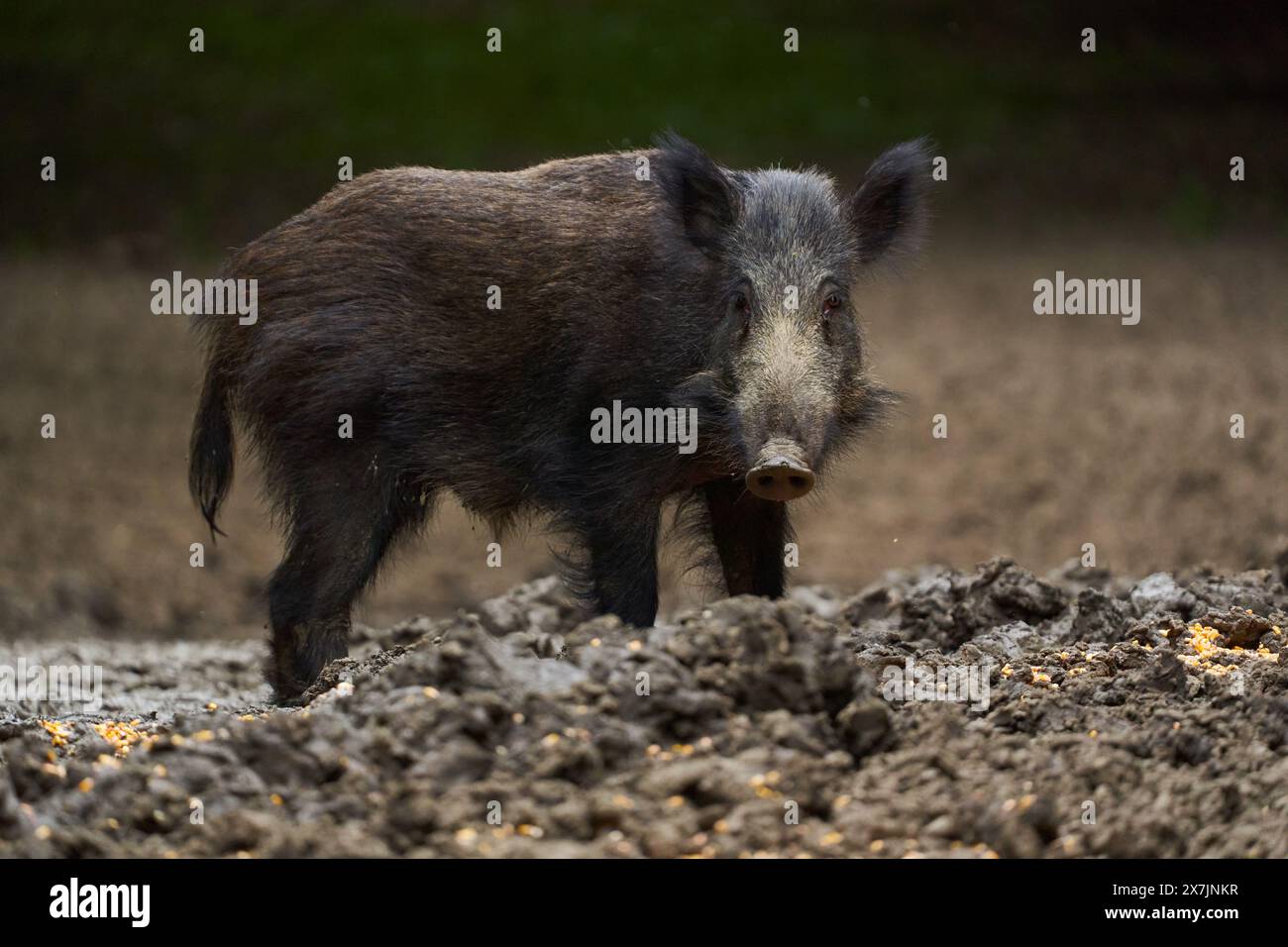 Juvenile wild hog (feral pig) portrait in the forest, while foraging ...