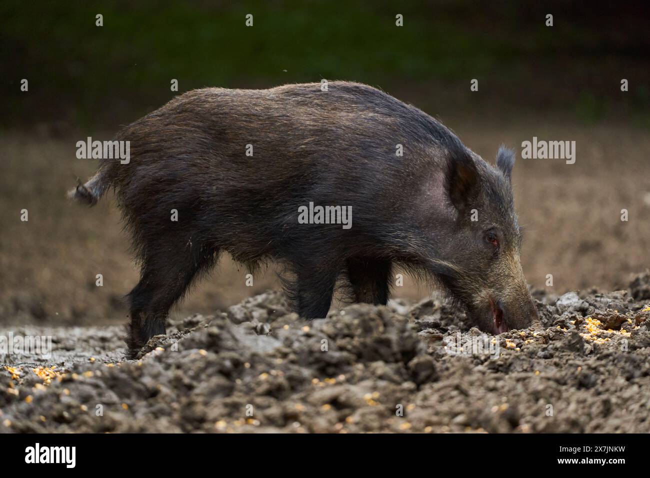 Juvenile wild hog (feral pig) portrait in the forest, while foraging ...