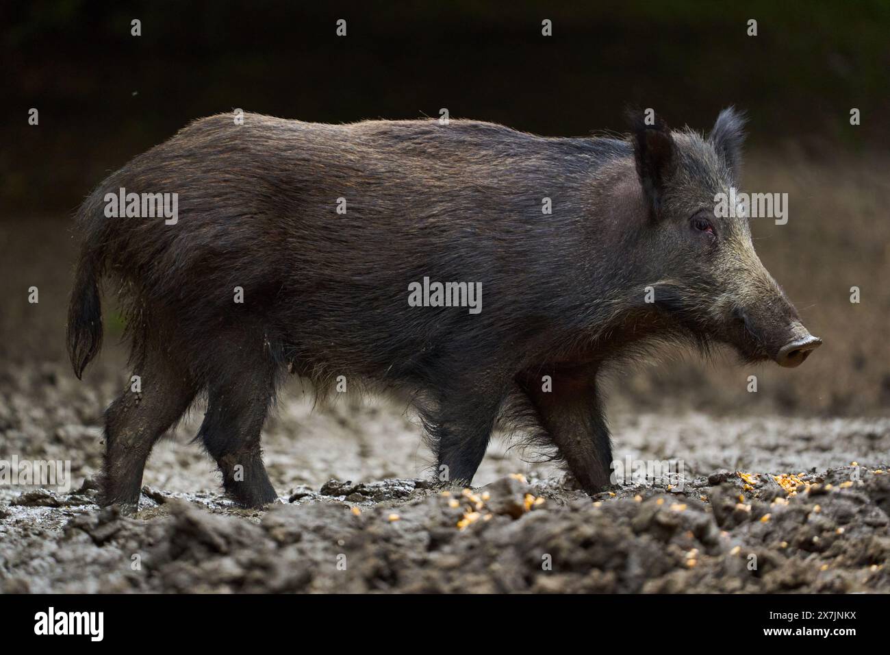 Juvenile wild hog (feral pig) portrait in the forest, while foraging ...