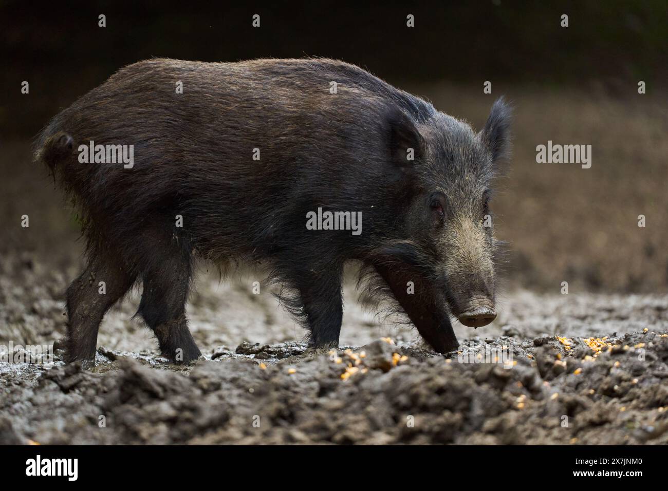 Juvenile wild hog (feral pig) portrait in the forest, while foraging ...