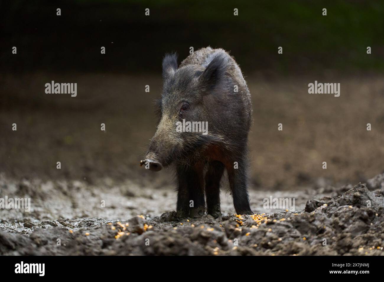 Juvenile wild hog (feral pig) portrait in the forest, while foraging ...