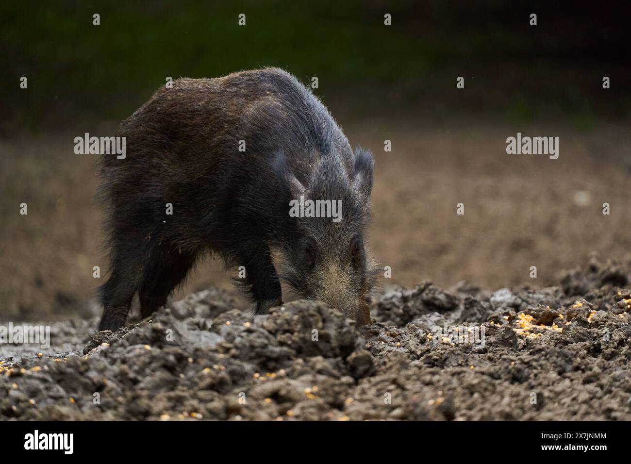 Juvenile wild hog (feral pig) portrait in the forest, while foraging ...