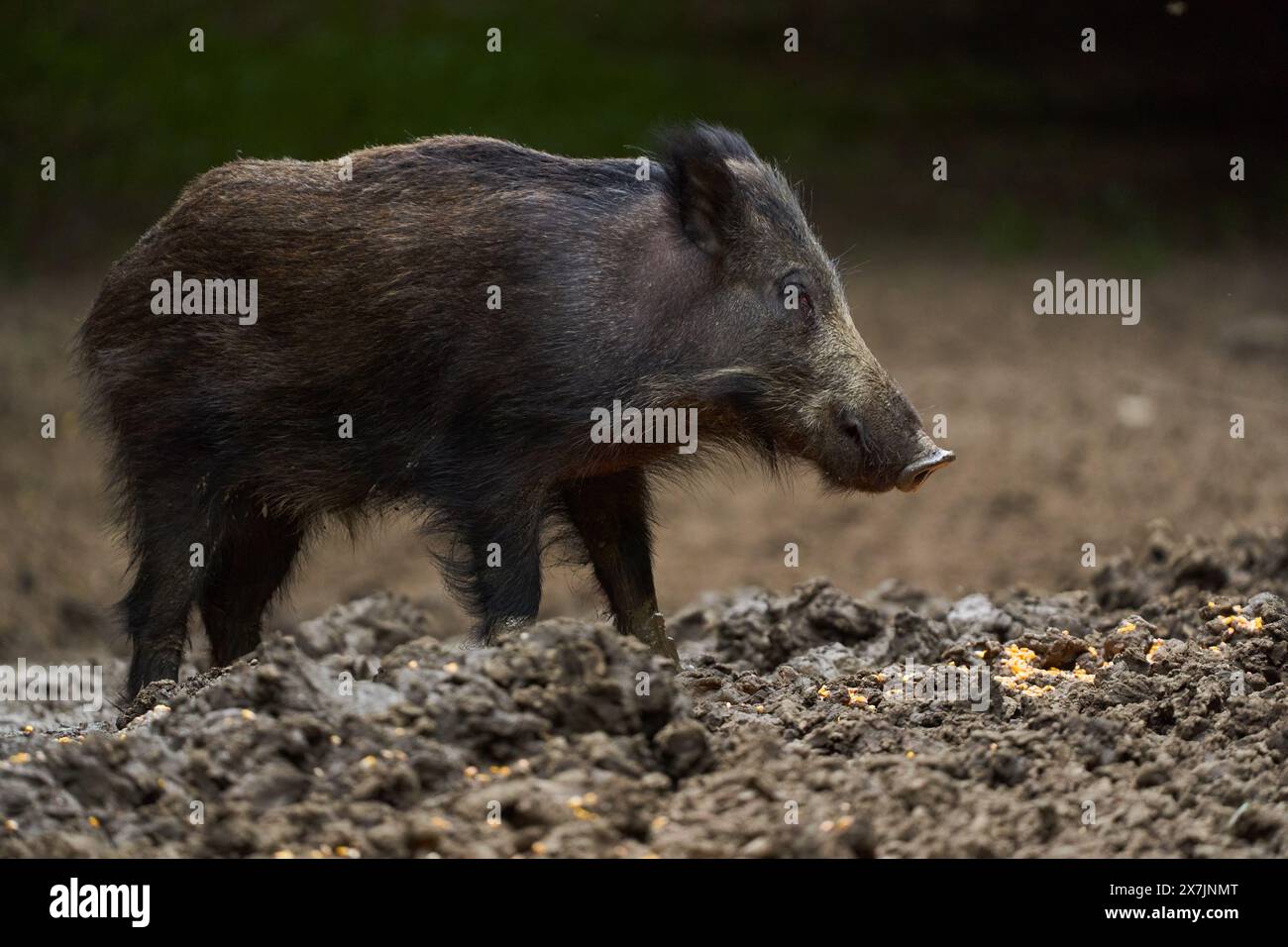 Juvenile wild hog (feral pig) portrait in the forest, while foraging ...