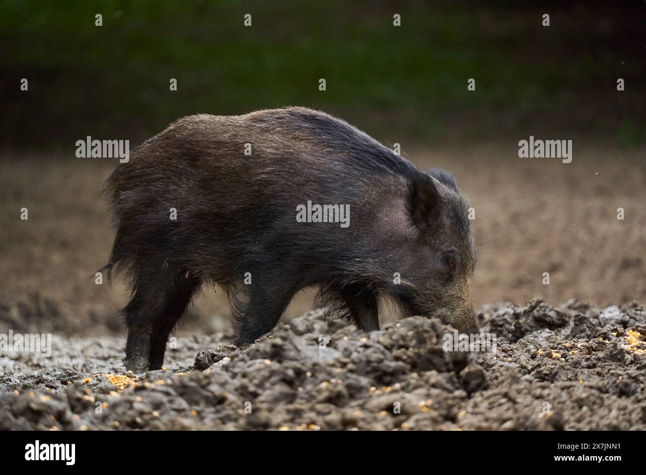 Juvenile wild hog (feral pig) portrait in the forest, while foraging ...