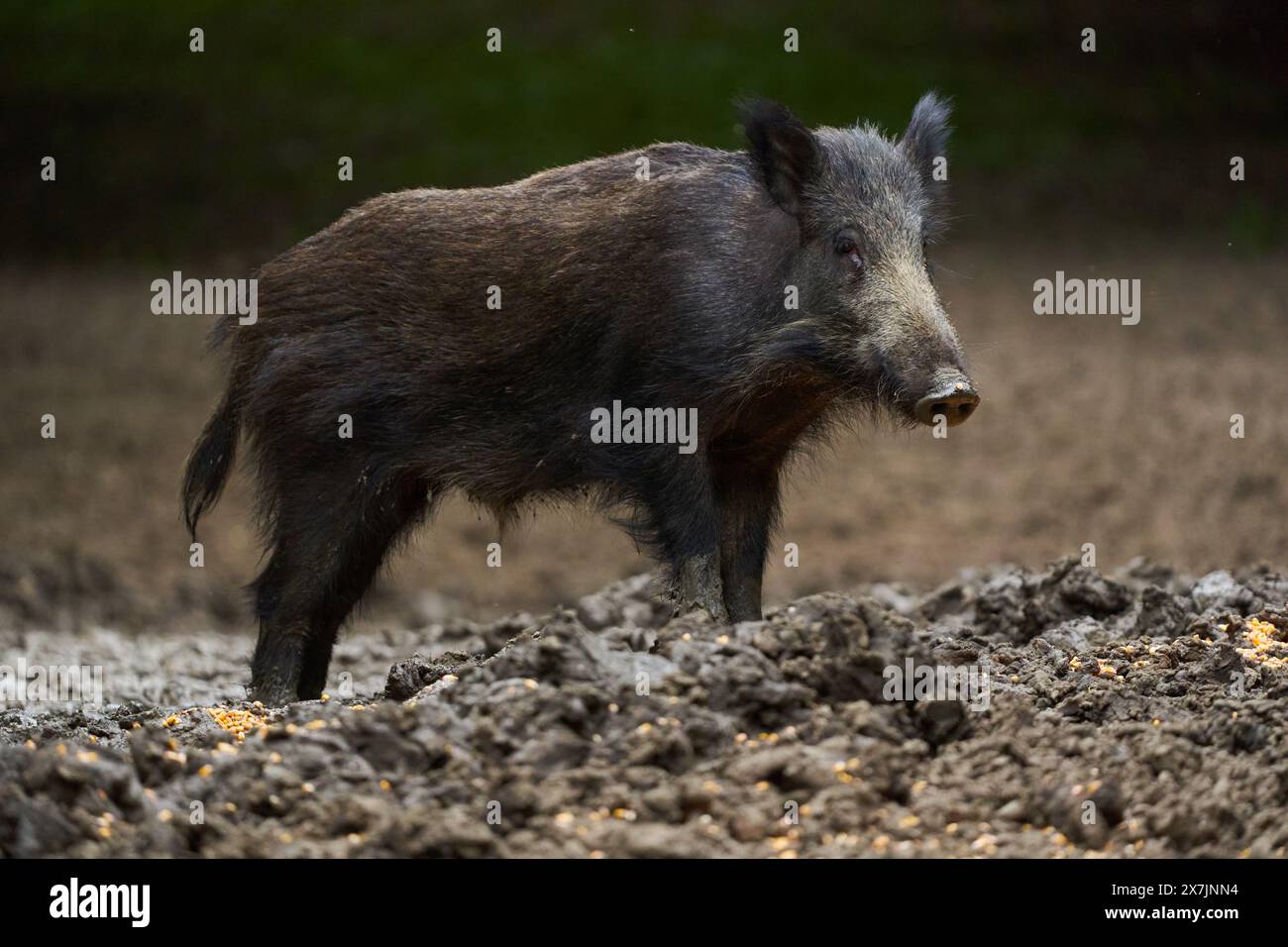 Juvenile wild hog (feral pig) portrait in the forest, while foraging ...
