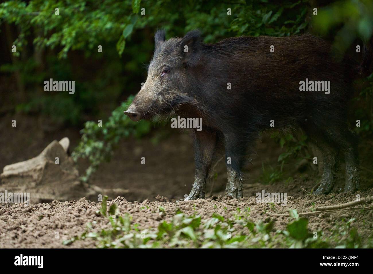 Juvenile wild hog (feral pig) portrait in the forest, while foraging ...