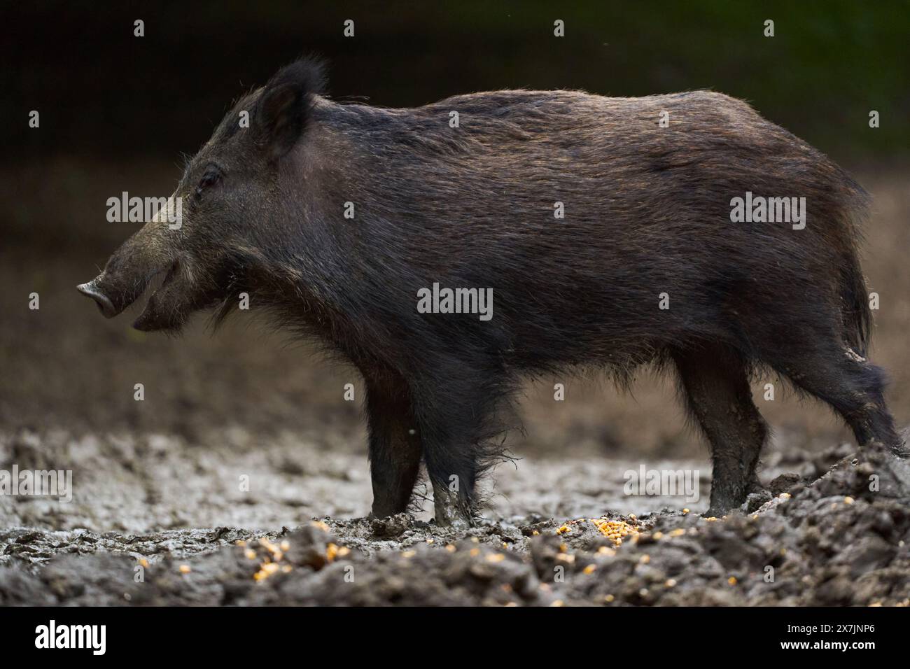 Juvenile wild hog (feral pig) portrait in the forest, while foraging ...