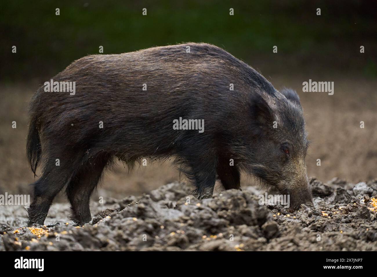 Juvenile wild hog (feral pig) portrait in the forest, while foraging ...