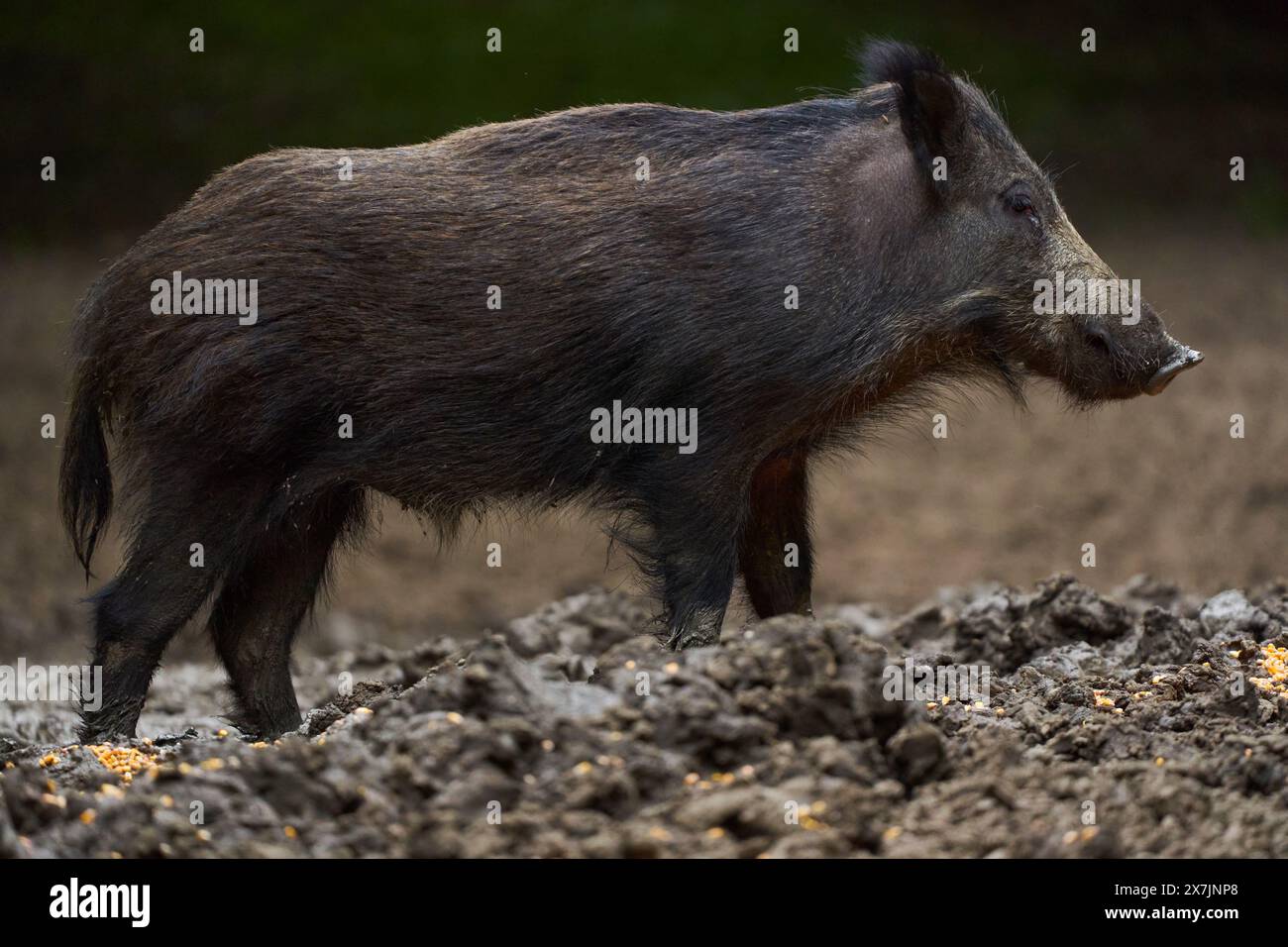 Juvenile wild hog (feral pig) portrait in the forest, while foraging ...