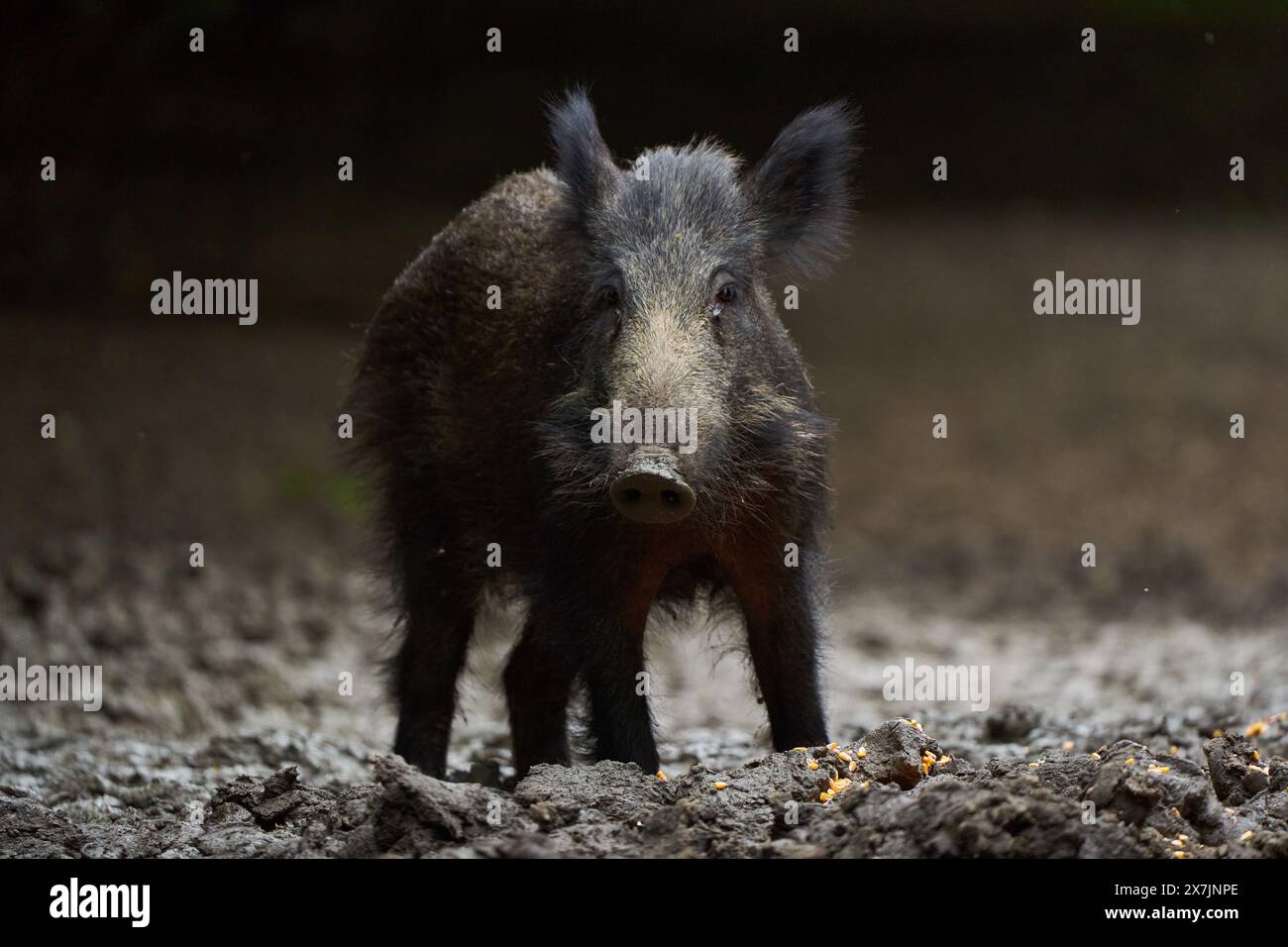 Juvenile wild hog (feral pig) portrait in the forest, while foraging ...