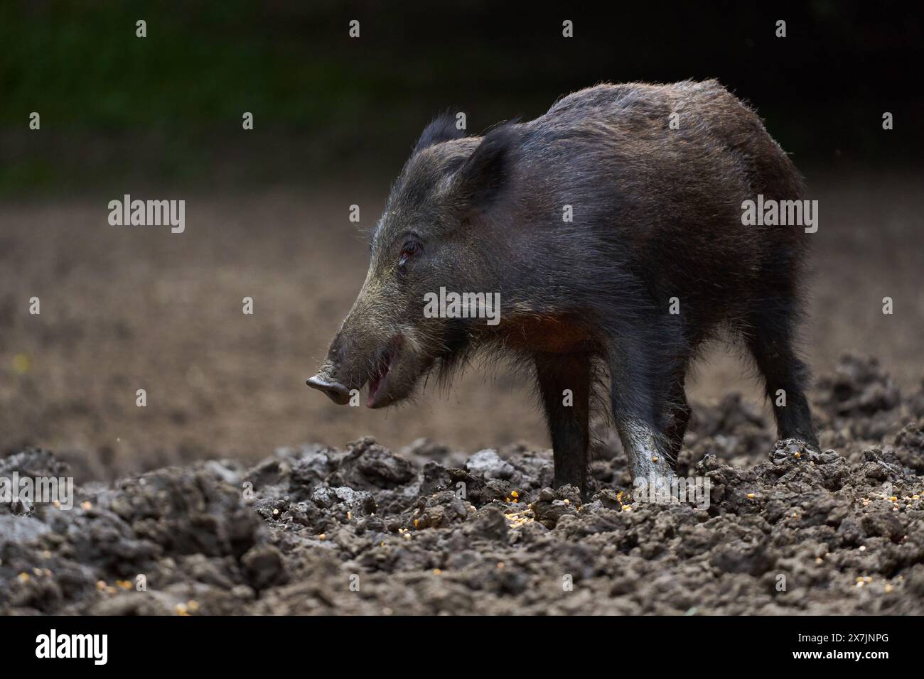 Juvenile wild hog (feral pig) portrait in the forest, while foraging ...
