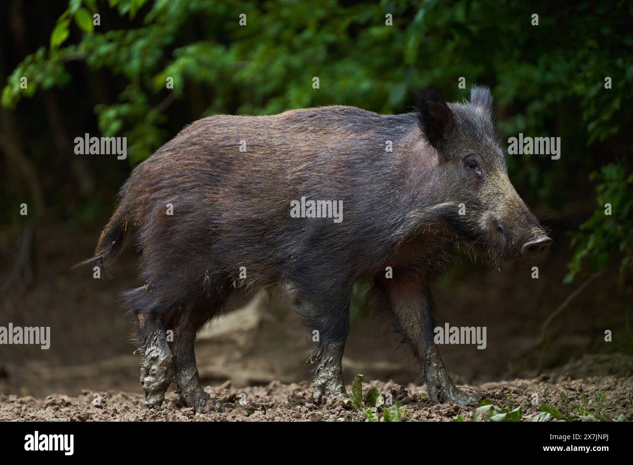 Juvenile wild hog (feral pig) portrait in the forest, while foraging ...